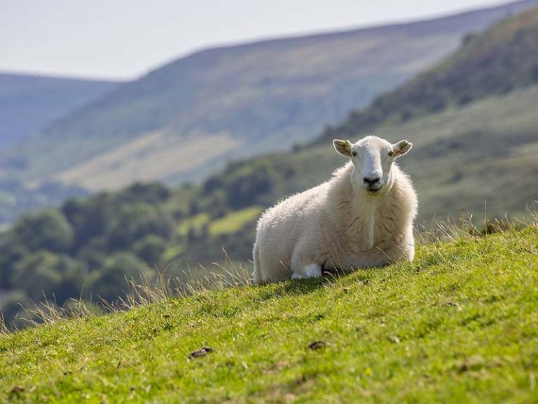 Farm Management & Estate Management Scotland | Farm Business Management ...
